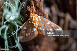 Learn About the Amazing and Large Splendid Royal Moth - DailyDistraction