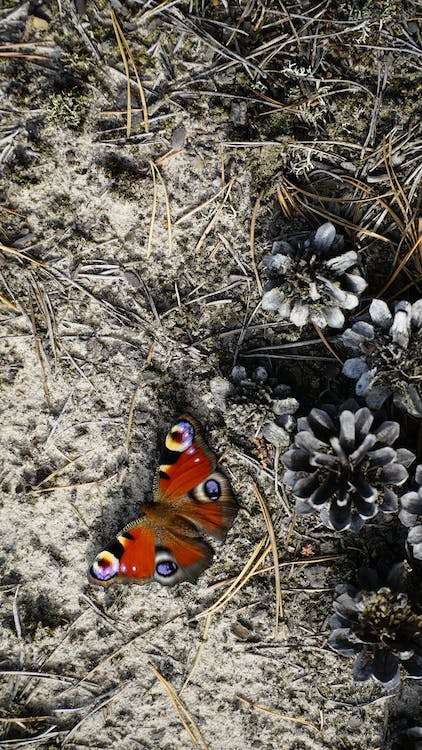 Learn About the Amazing and Large Agapema Oculea And Agapema Polyphemus ...