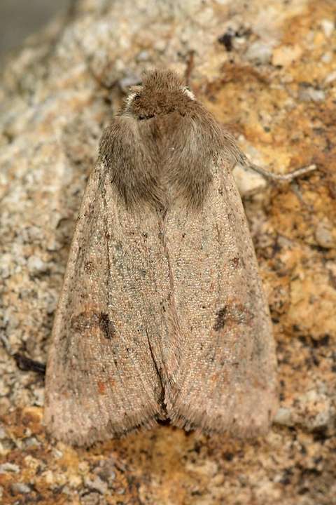 Learn About the Amazing and Large Agapema Oculea And Agapema Polyphemus ...