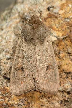 Learn About the Amazing and Large Agapema Oculea And Agapema Polyphemus ...