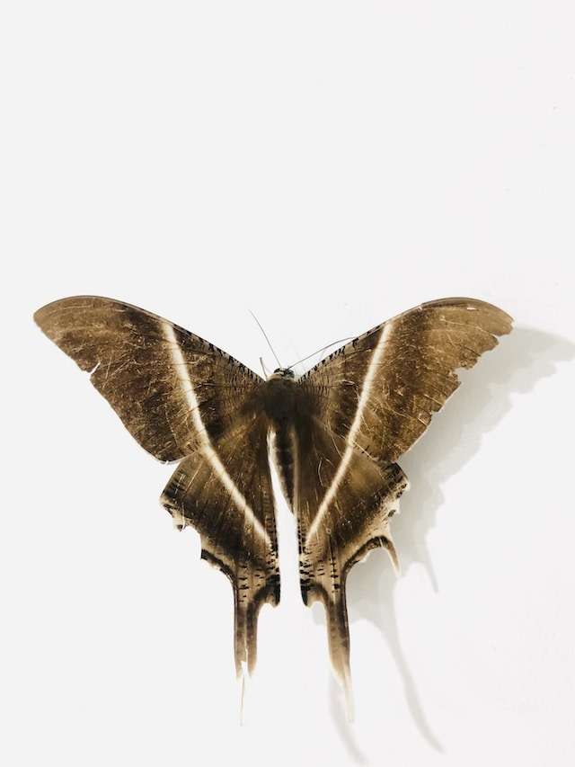 Learn About the Amazing and Large Hercules Moth - DailyDistraction