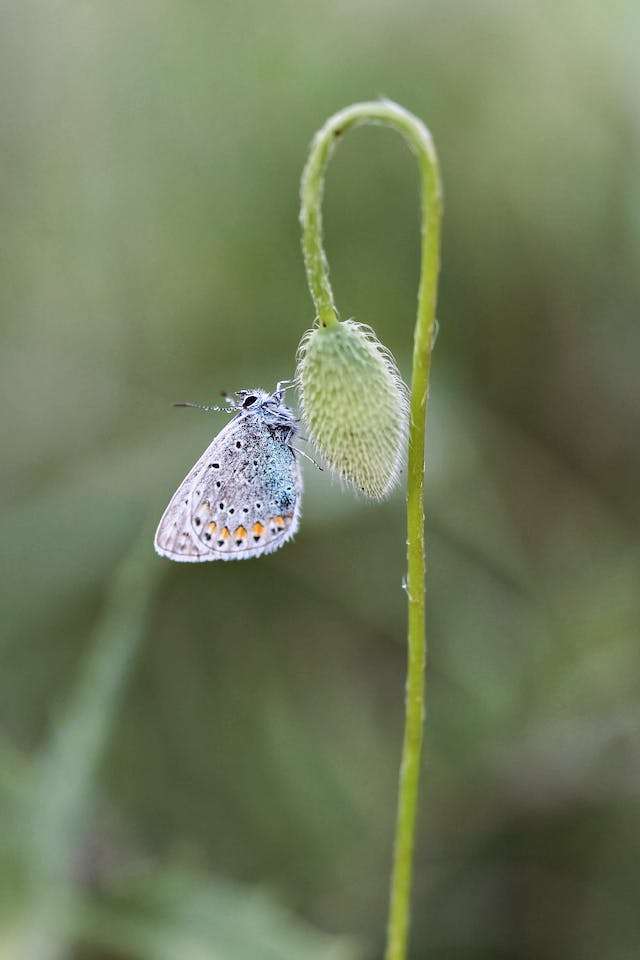 Learn About the Amazing and Large White Witch Moth - DailyDistraction