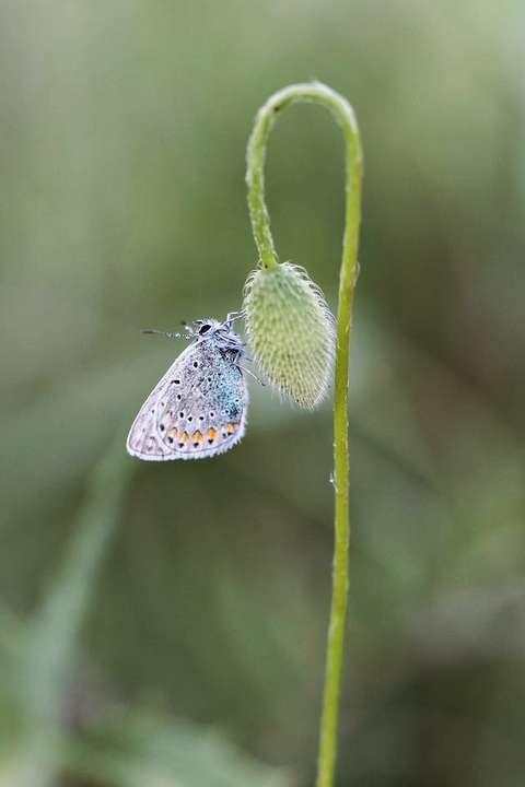 Learn About the Amazing and Large White Witch Moth - DailyDistraction