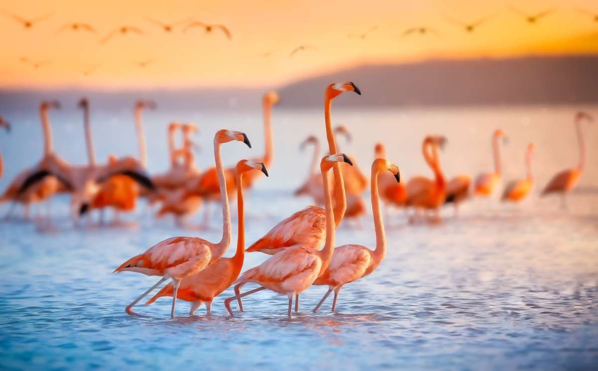 Why Do Animals Migrate? - DailyDistraction